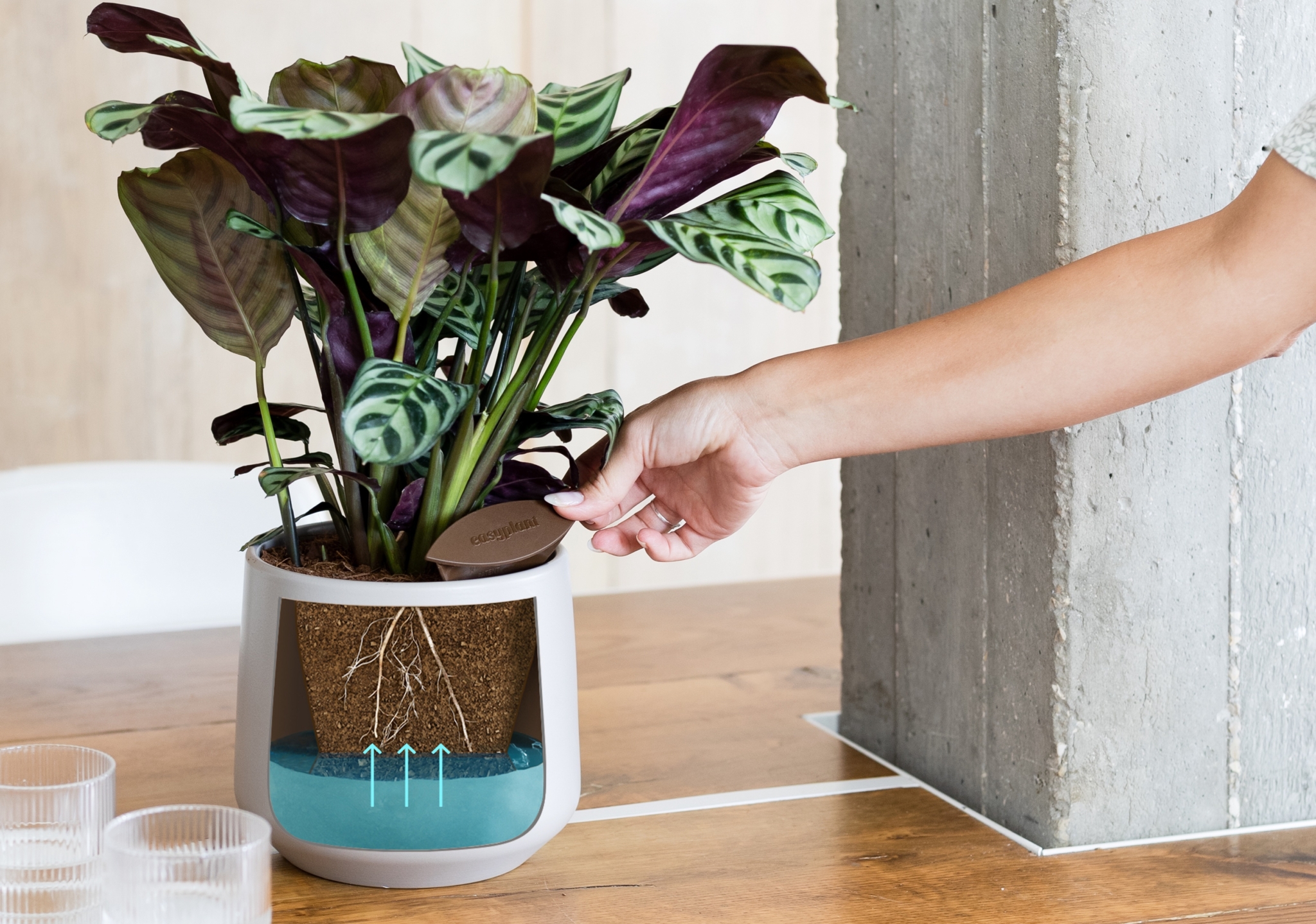 easyplant Names Diffusion PR Agency of Record - Diffusion PR